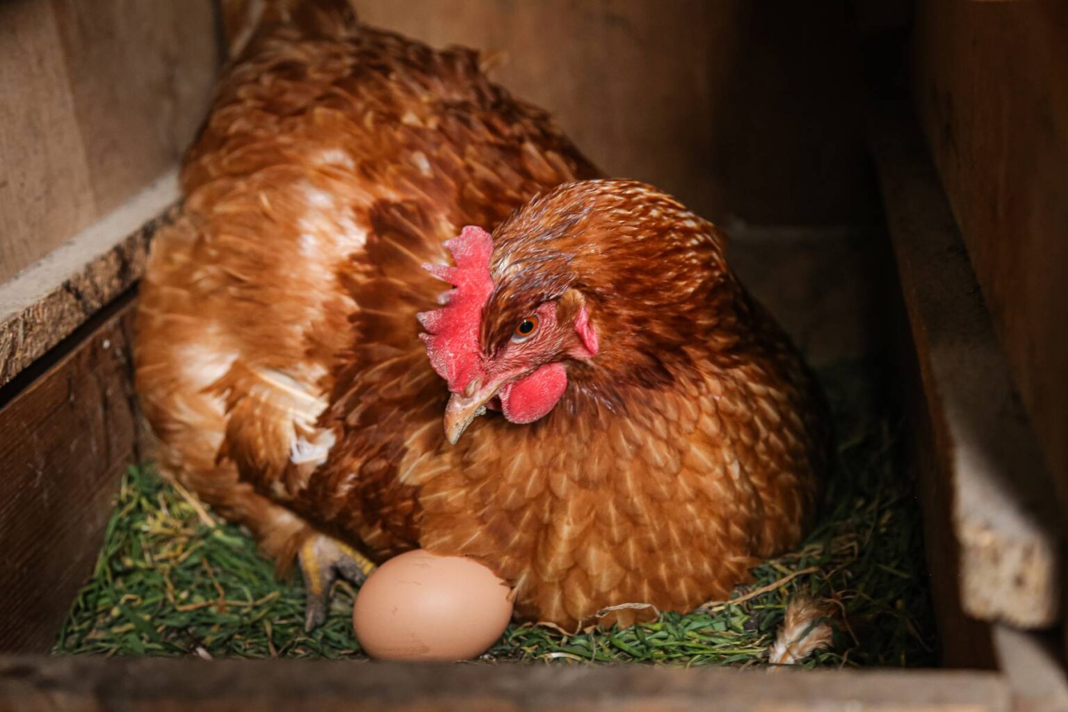 Efficiently Hatching Eggs with a Broody Chicken - Backyard Poultry